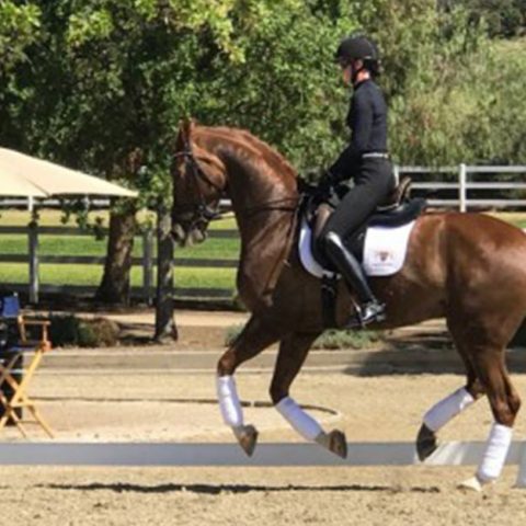 Amelia Newcomb - N2 Saddlery