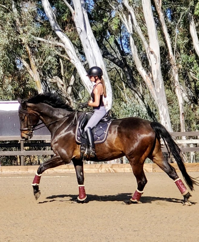 Maddy Kent - N2 Saddlery